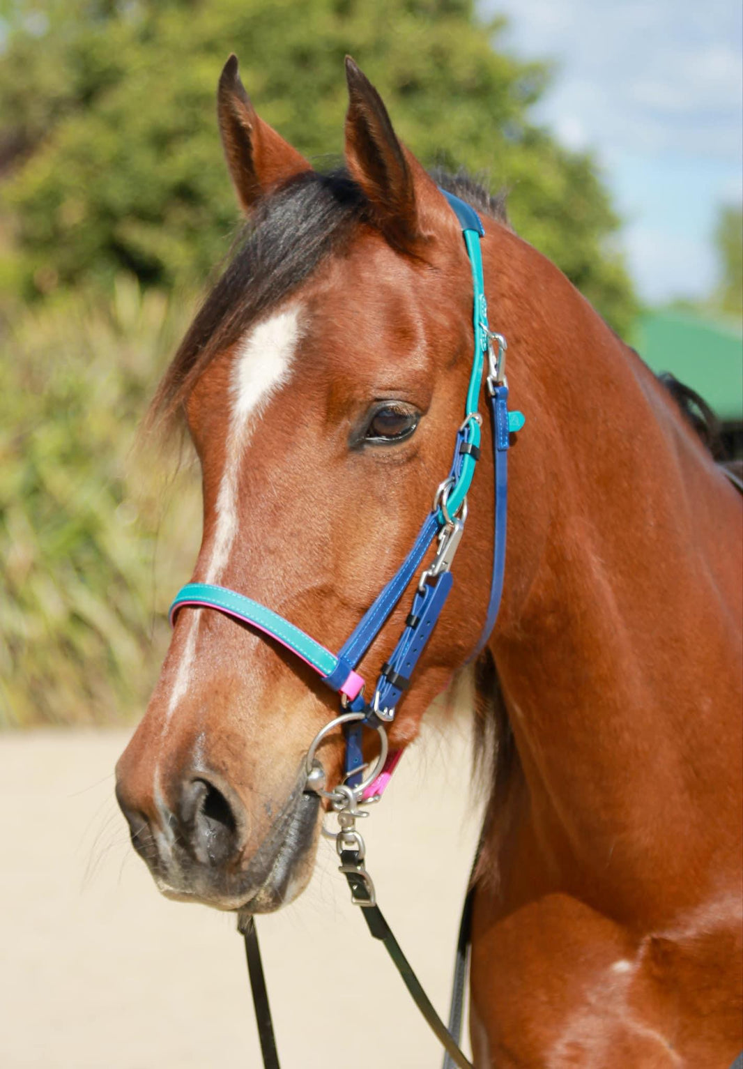 Quality BioThane® Endurance Tack / Horse Tack & Saddlery – Limitless ...