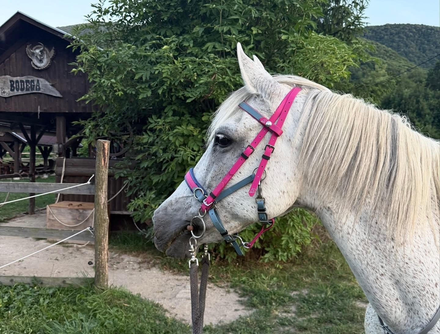 Quality BioThane® Endurance Tack / Horse Tack & Saddlery – LS Equestrian NZ