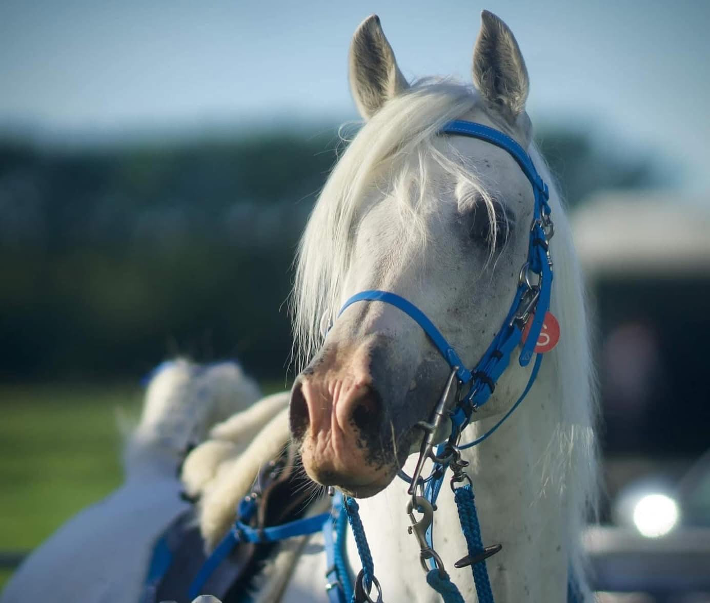 Quality BioThane® Endurance Tack / Horse Tack & Saddlery – LS Equestrian NZ
