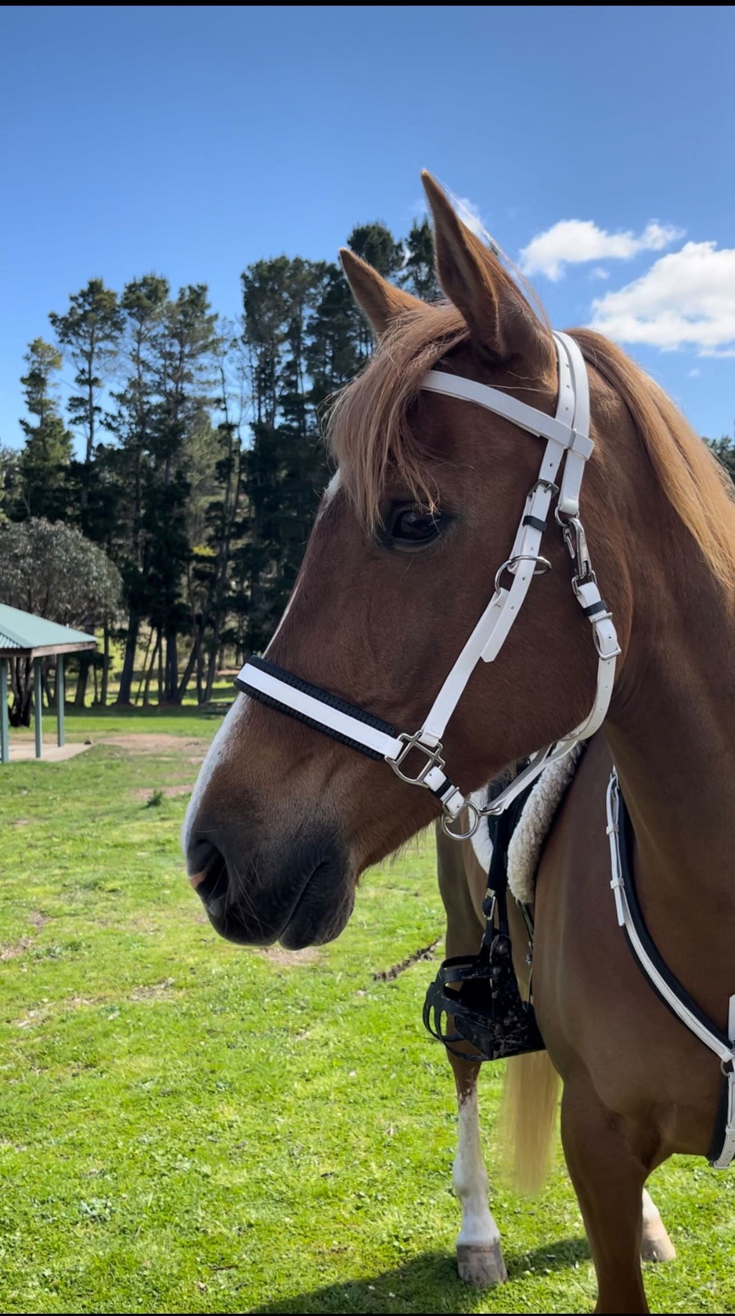 Quality BioThane® Endurance Tack / Horse Tack & Saddlery – LS Equestrian NZ